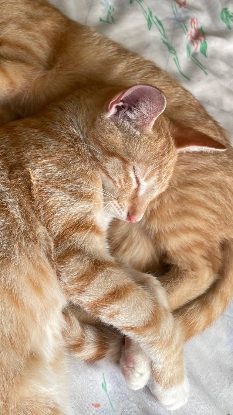 Trinidad and Tobago Cats and Kittens Find and Adopt – Find and adopt ...