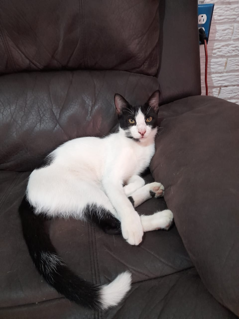 Adopt: Young Black and White Cats – Trinidad and Tobago Cats and ...