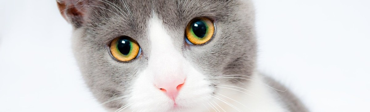 List of Veterinarians – Trinidad and Tobago Cats and Kittens Find and Adopt