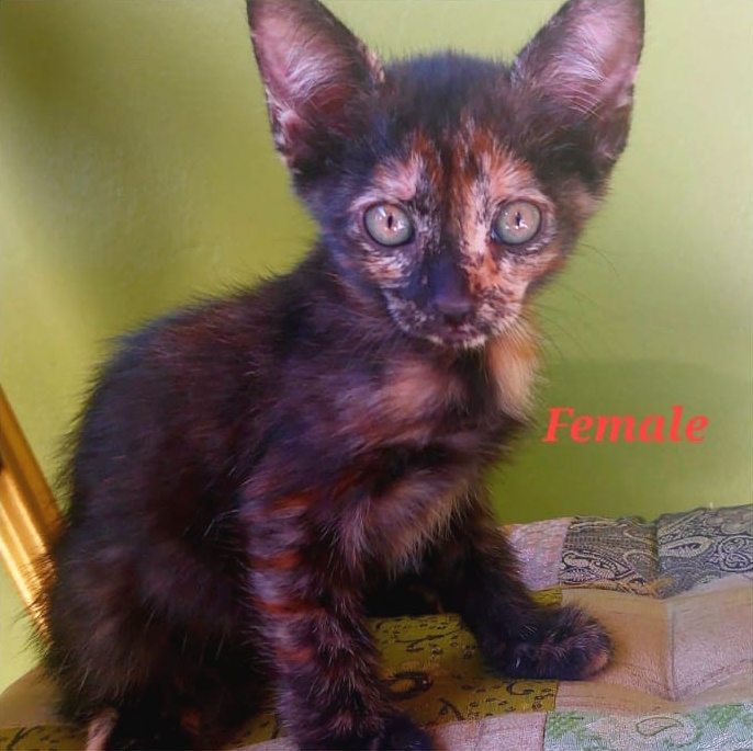 Adopt a Dark Tortie Kitten – Trinidad and Tobago Cats and Kittens Find ...
