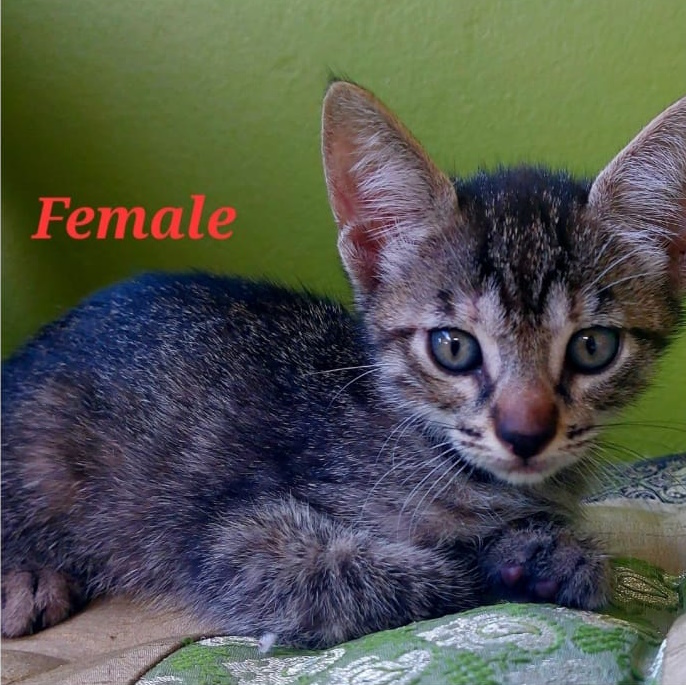 Adopt a female Tabby kitten – Trinidad and Tobago Cats and Kittens Find ...