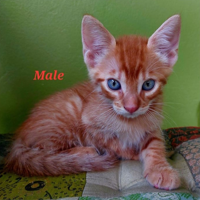 Adopt a male Ginger Kitten – Trinidad and Tobago Cats and Kittens Find ...