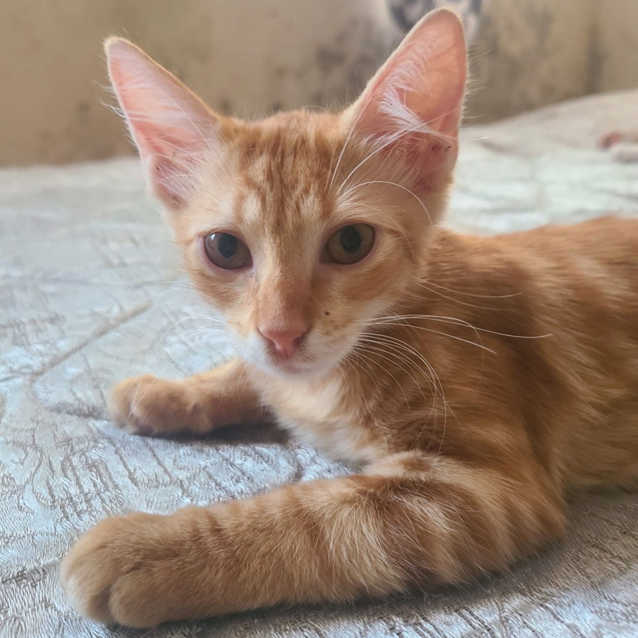 Missing: Ginger Kitten – Trinidad and Tobago Cats and Kittens Find and ...