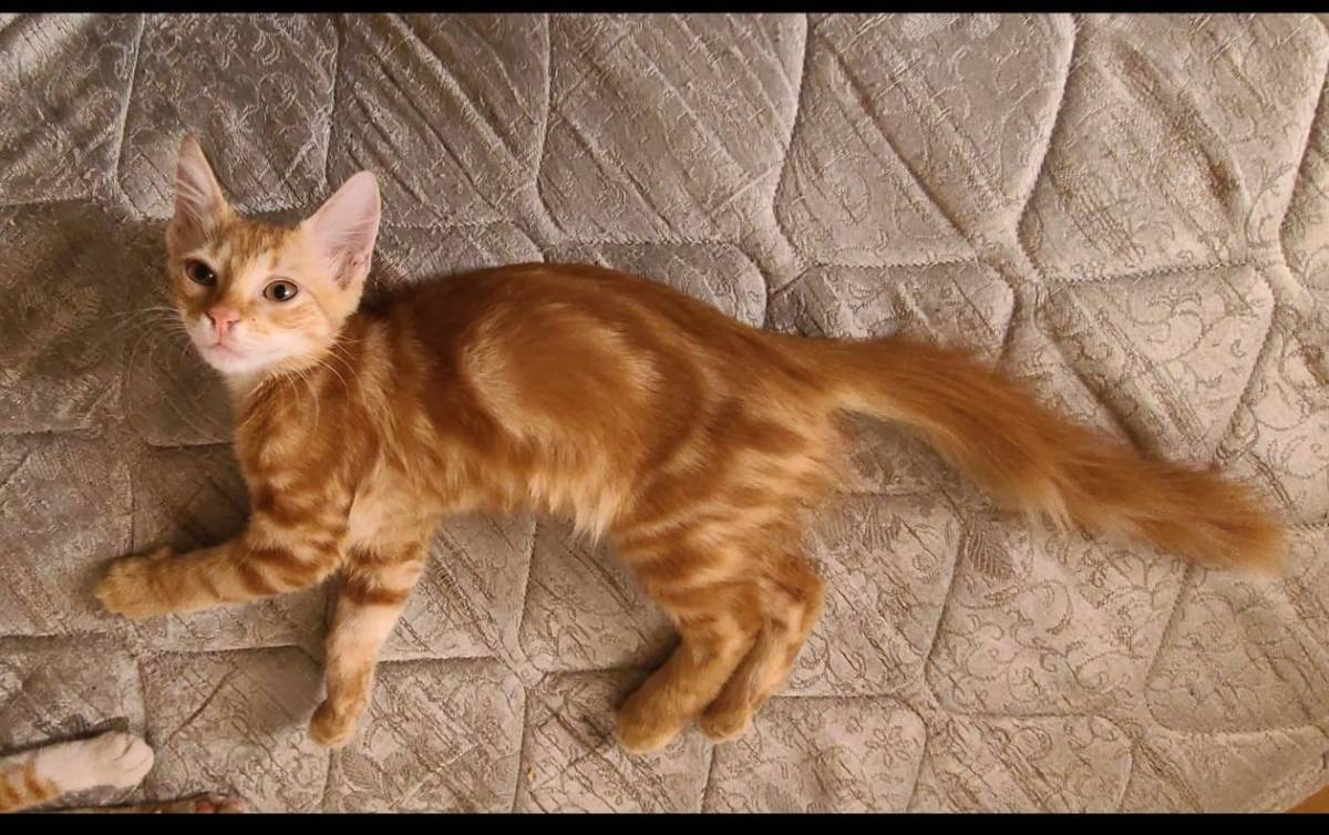Missing: Ginger Kitten – Trinidad and Tobago Cats and Kittens Find and ...
