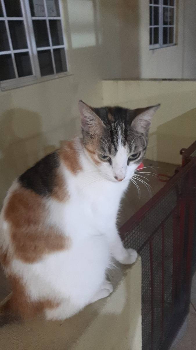 Missing: Calico cat in San Fernando – Trinidad and Tobago Cats and ...